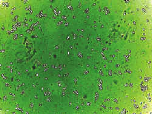 Nosema | For medlemmer